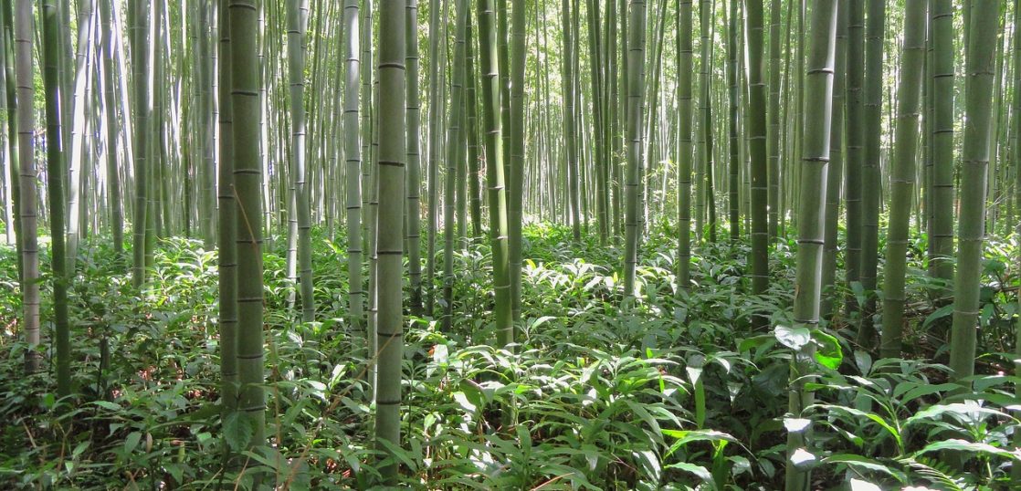 「林」は英語で何て言う?森林や森との違いを正しく使い分けよう! Kimini英会話